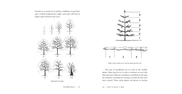 Architectura & Natura - How to read a Tree
