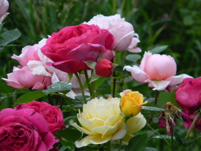 Architectura & Natura - Hardy Roses - The Essential Guide for High ...